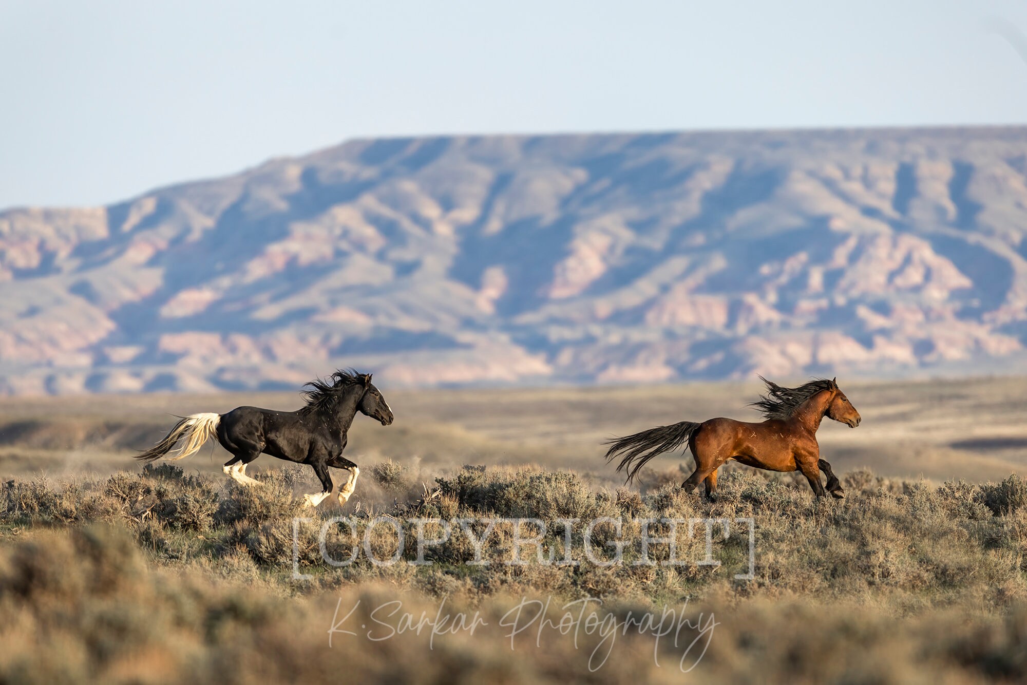 The Chase is on Wild Horse Photography/wild Mustang Print/wild Horses ...