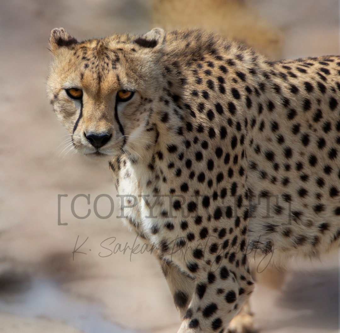 Boss Lady Cheetah Picture, African Art, Wildlife Home Decor - Etsy