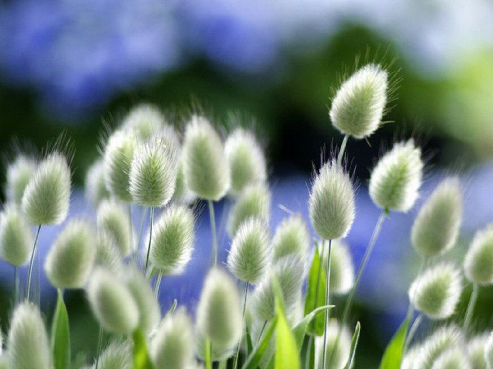 Lagurus 500 seeds non GMO | Etsy