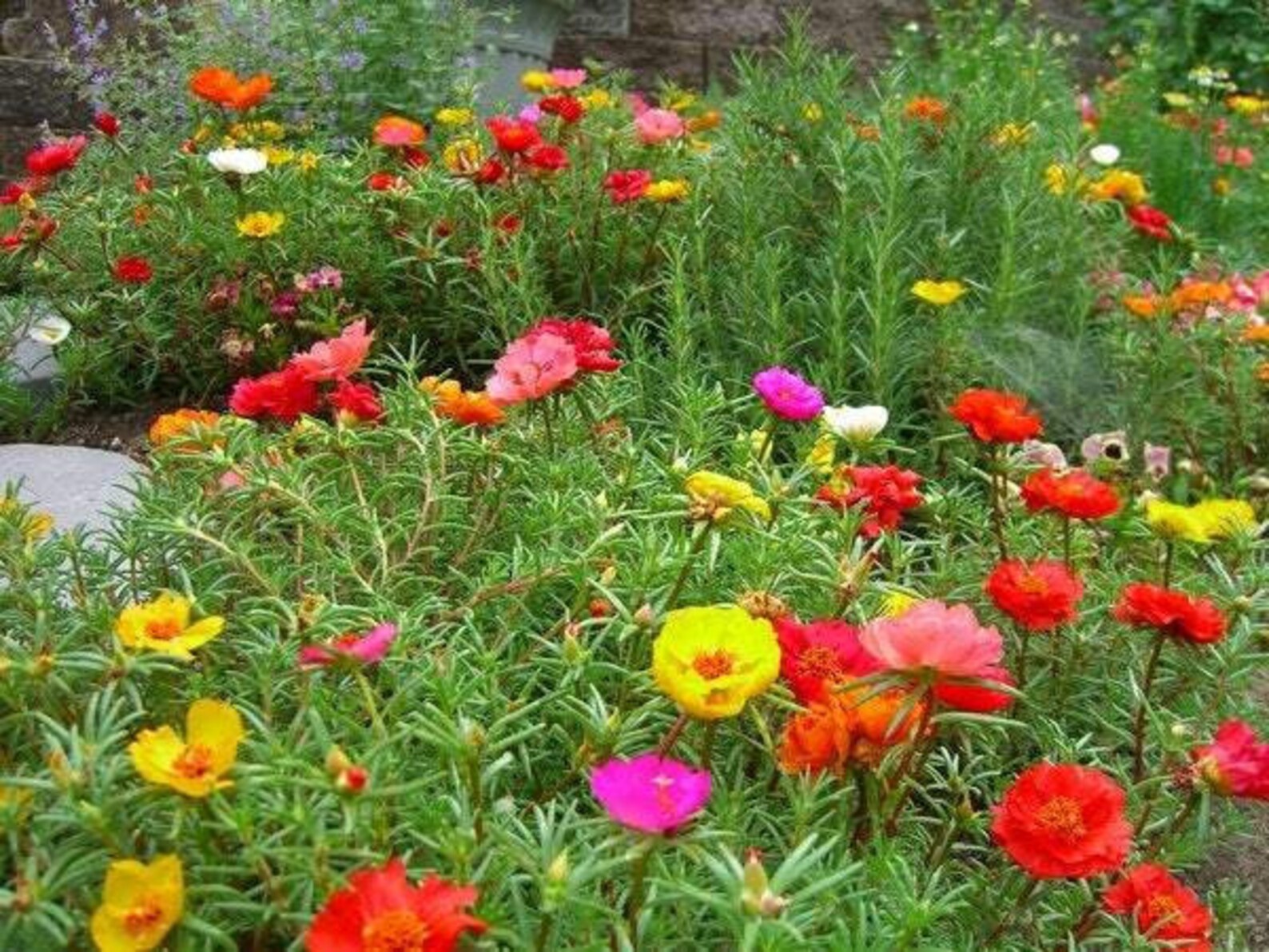 Moss Rose Mix Colors Seeds Non GMO - Etsy Canada