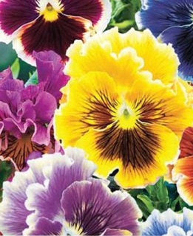 Pansy Rokoko Mixed Colors 50 Seeds Non GMO | Etsy
