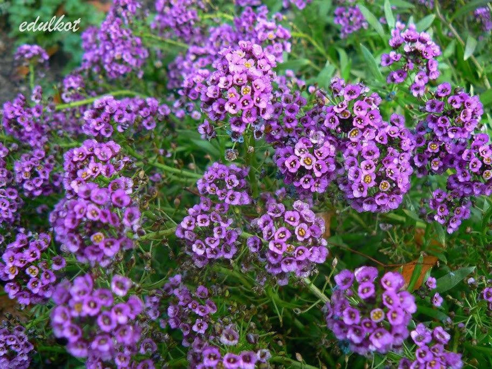 Sweet Alyssum Purple Lobularia maritima 400 Seeds non GMO | Etsy