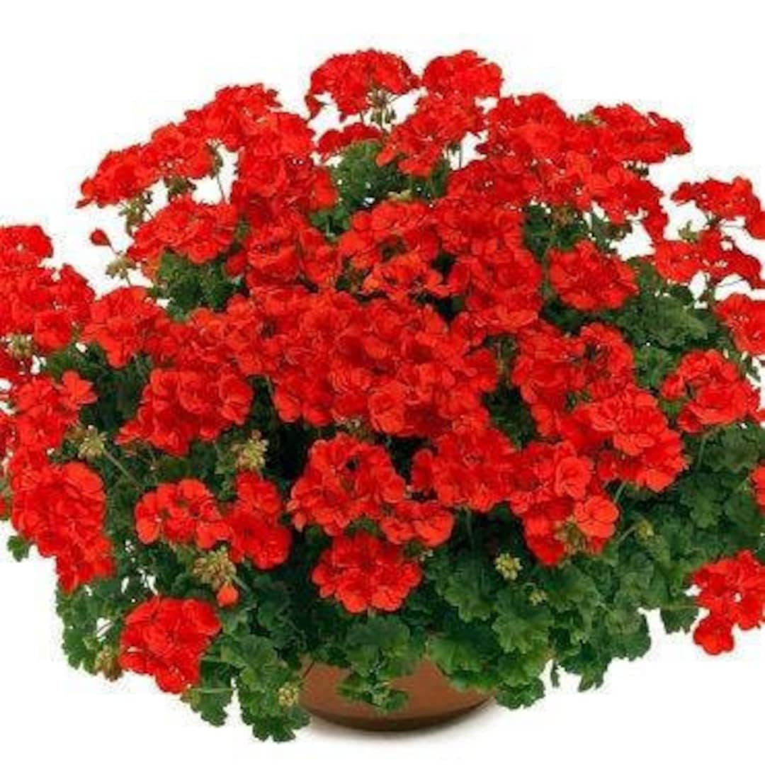 Geranio Rojo Color 10 semillas, no OGM - Etsy España