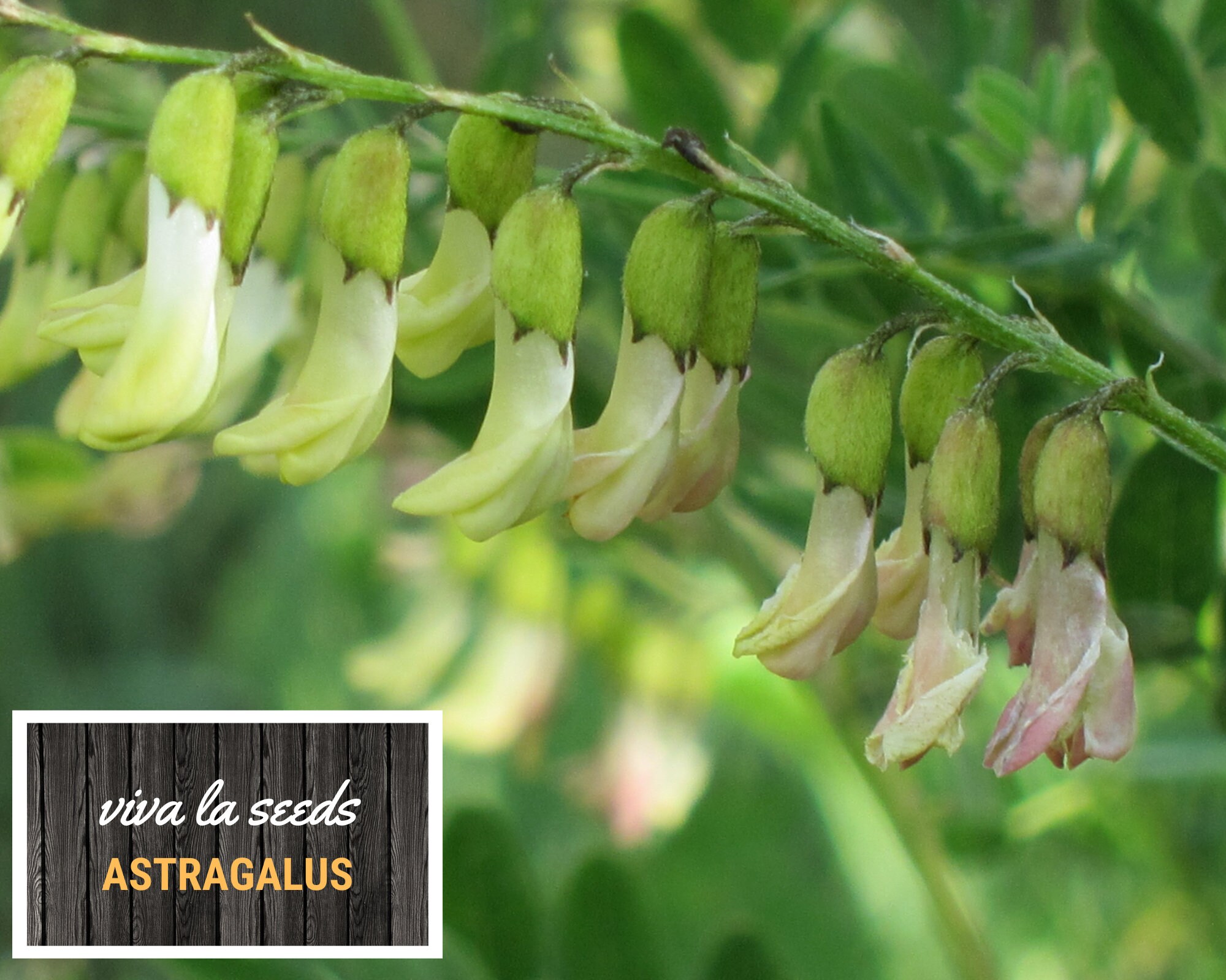 Astragalus milk Vetch / Huang Qi Heirloom 25 Seeds | Etsy