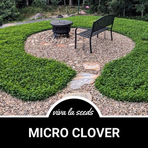 Clover, Micro (mini) | 10,000 Seeds | Lawn Alternative | Ground Cover ...