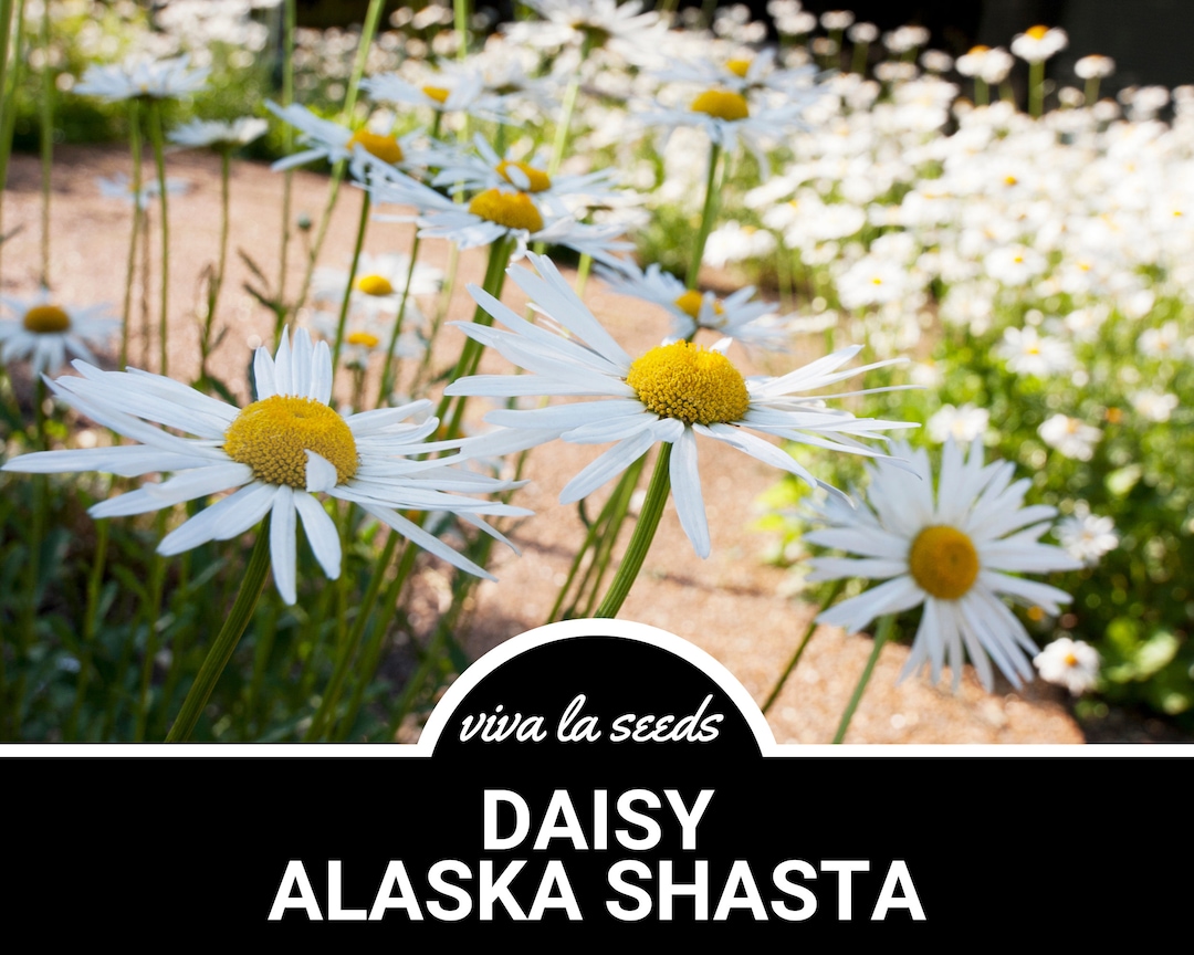 Daisy, Alaska Shasta | 100 Seeds | Heirloom Flower | Large White Blooms ...