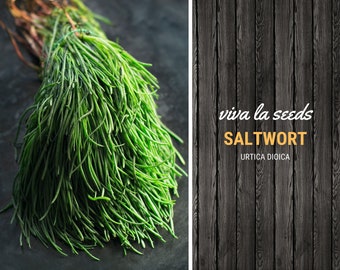 Saltwort Salsola Komarovii Seeds - Etsy
