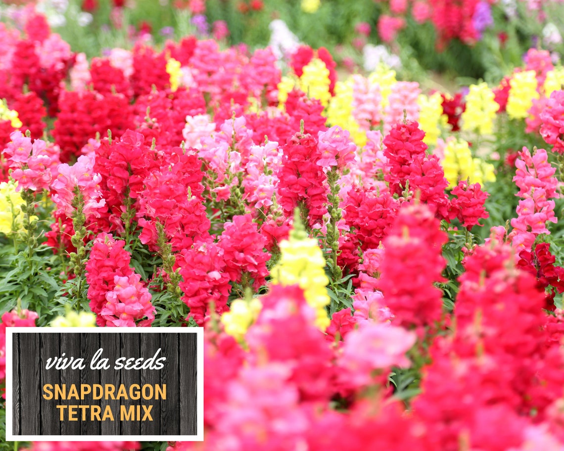 Snapdragon Tetra Mix 200 Seeds Heirloom Non-gmo - Etsy