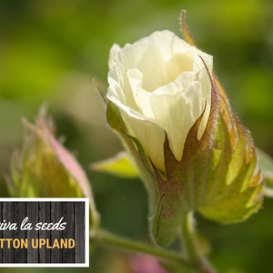 Cotton, Upland | 20 Seeds | American Upland Cotton | Heirloom | Non GMO ...