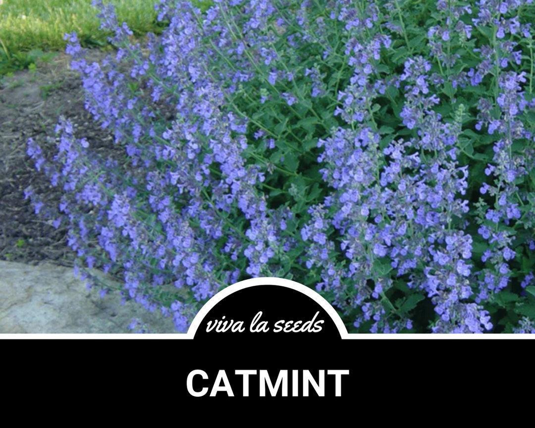 Catmint | 100 Seeds | Medicinal & Culinary Herb | Non GMO | Nepeta ...