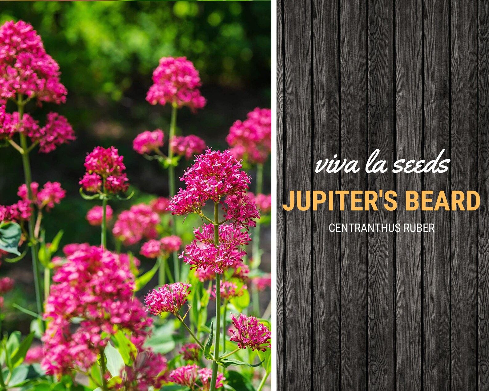 Jupiter's Beard Red 50 Seeds Longtime Blooms and - Etsy
