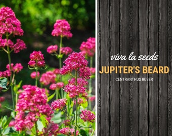 Red Jupiter's Beard Flower Seeds/centranthus Ruber - Etsy