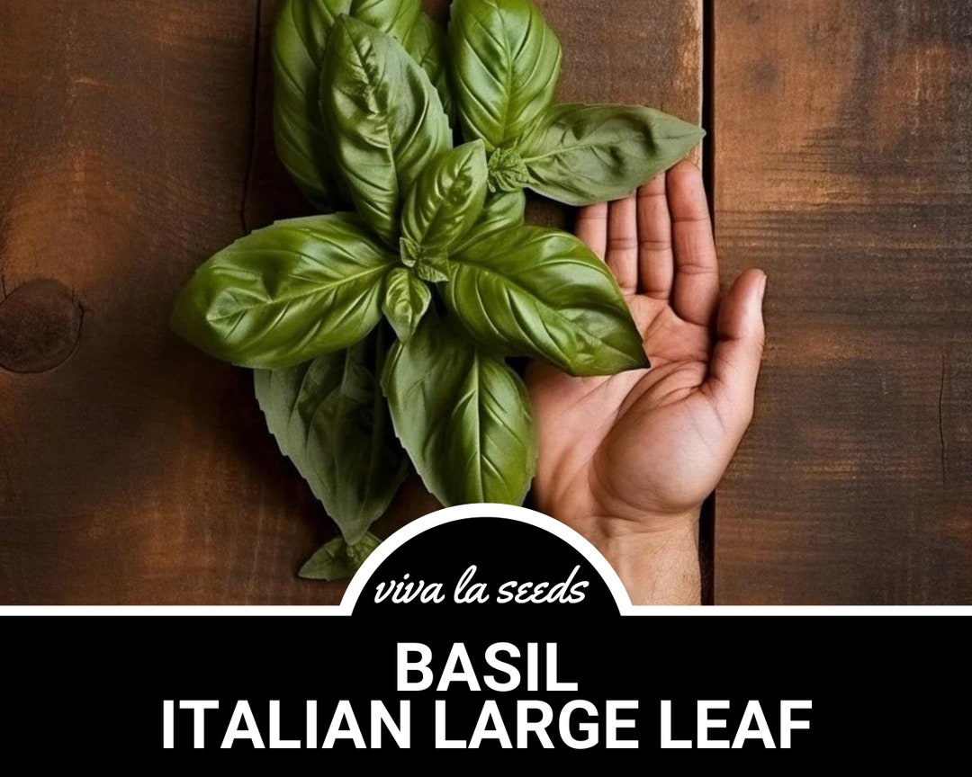 Basil, Italian Large Leaf | 250 Seeds | Medicinal & Culinary Herb ...