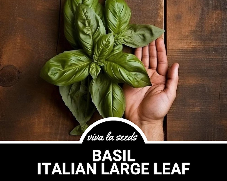 Basil, Italian Large Leaf | 250 Seeds | Medicinal & Culinary Herb ...