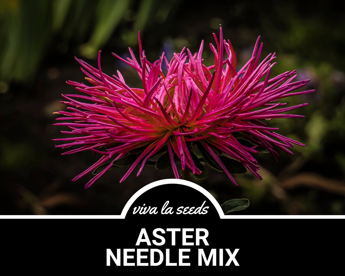Aster, Needle Mix| 50 Seeds | Heirloom Flower | Long Lasting Blooms ...