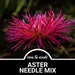 Aster, Needle Mix| 50 Seeds | Heirloom Flower | Long Lasting Blooms ...