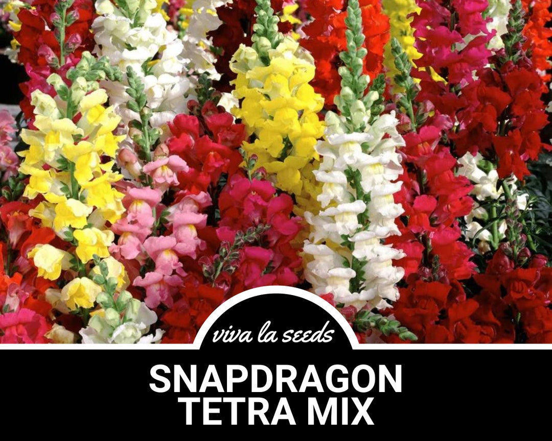 Snapdragon, Tetra Mix | 200 Seeds | Heirloom | Non-gmo | Antirrhinum ...