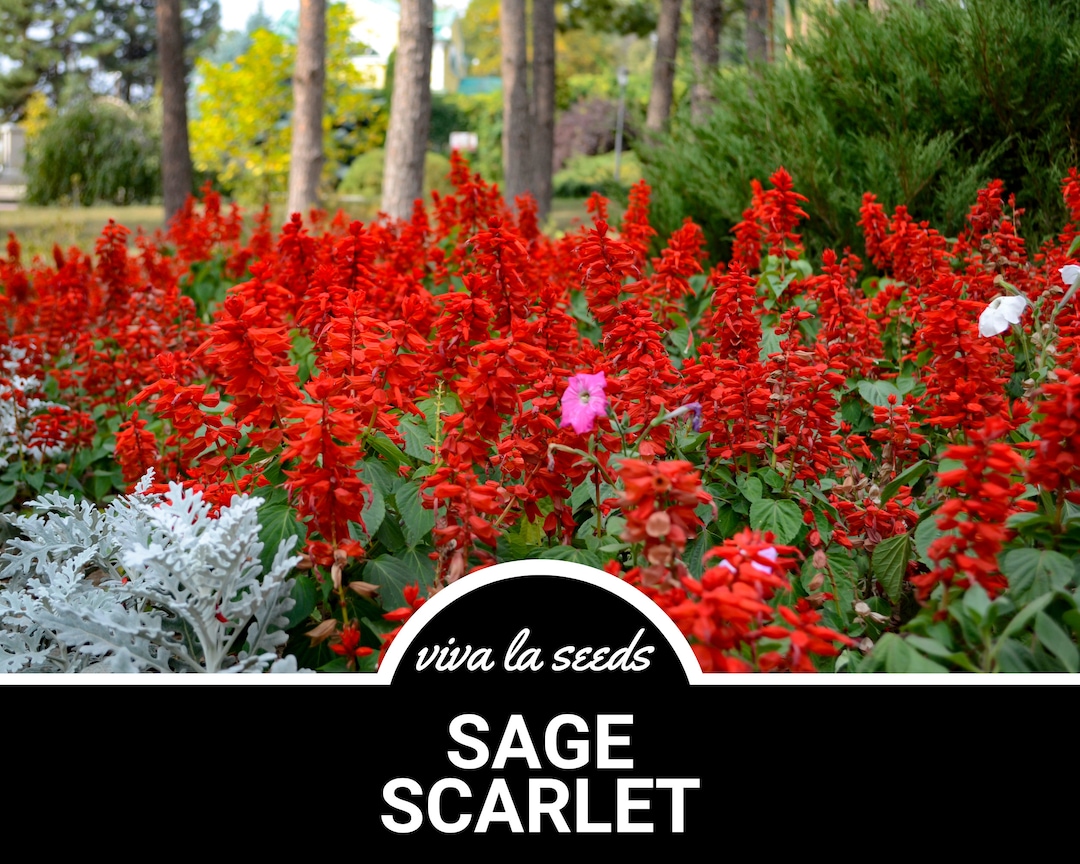 Sage, Scarlet | 100 Seeds | Heirloom Herb | Medicinal Plant | Red ...