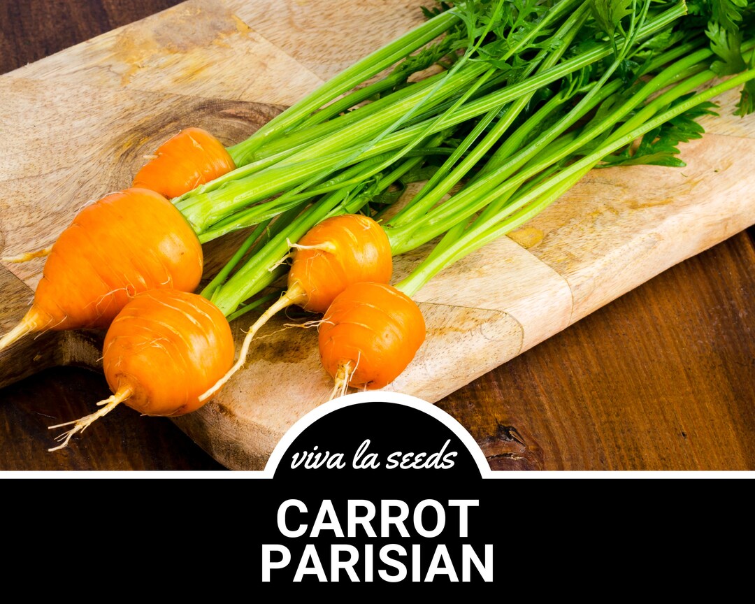 Carrot, Parisian | 250 Seeds | Heirloom Vegetable | Great for ...