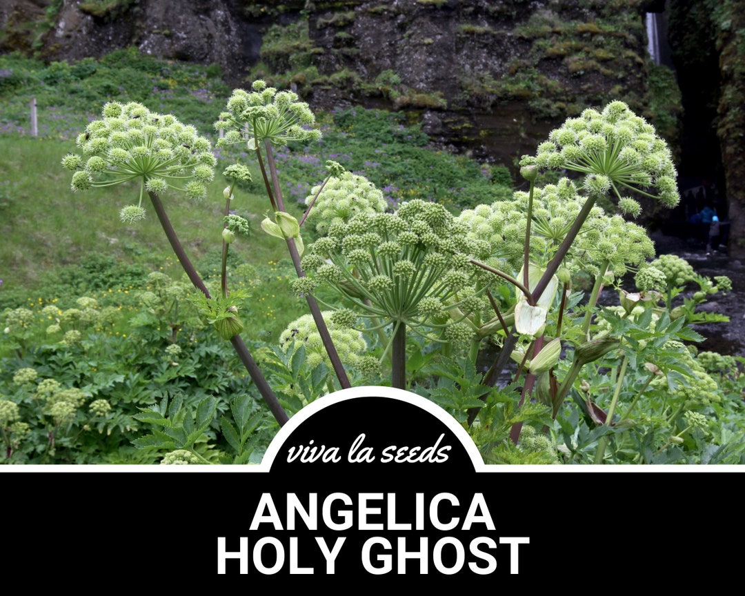 Angelica | 30 Seeds | Culinary Herb | Medicinal | Non GMO | Angelica ...