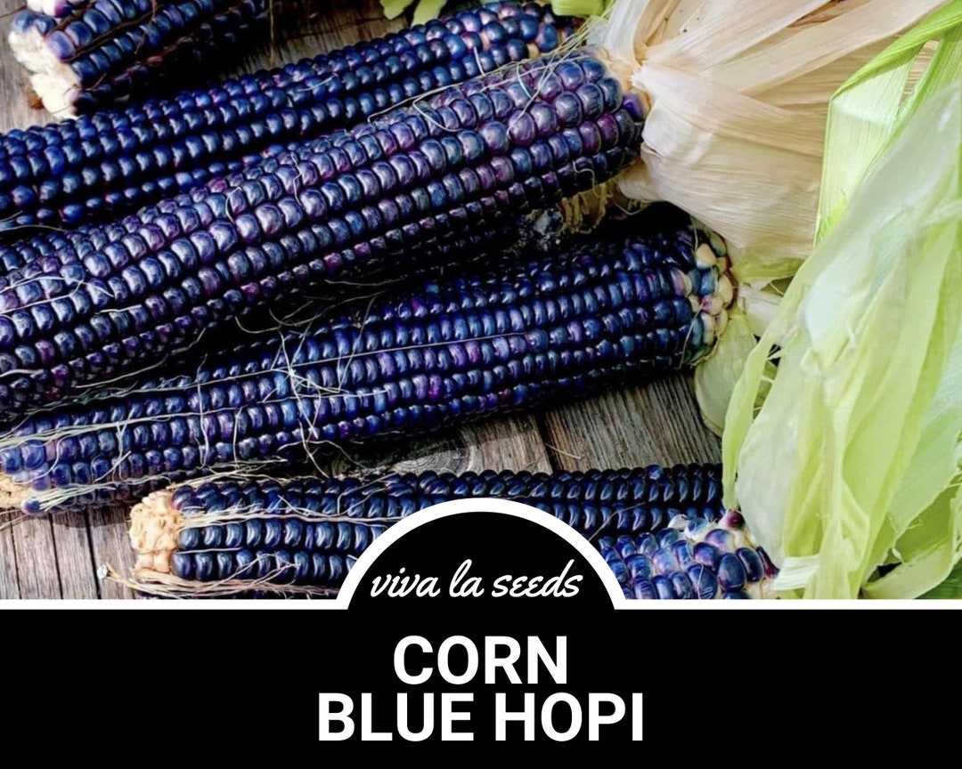 Corn, Blue Hopi | 30 Seeds | Heirloom Vegetable | Open Pollinated | Non ...