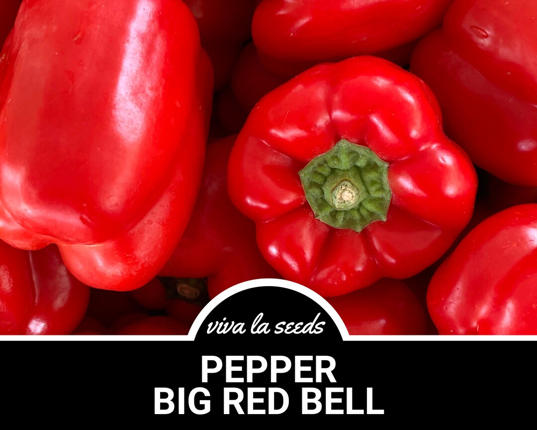 Pepper, Big Red Bell | 30 Seeds | Easy to Grow | Heirloom | Non-gmo ...