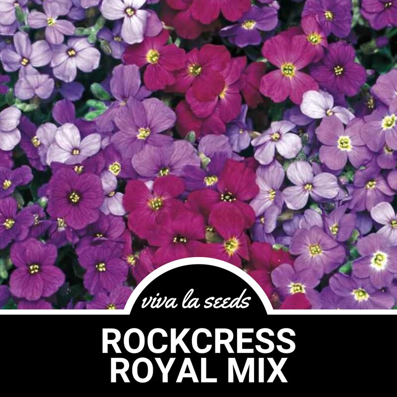 Rockcress - Etsy