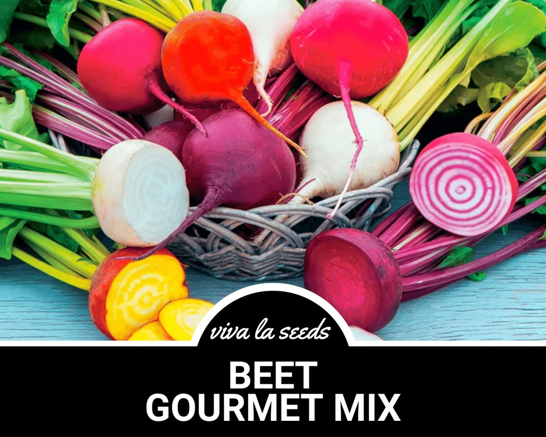 Beet, Gourmet Mix | 50 Seeds | Heirloom | Non-gmo | Beta Vulgaris - Etsy