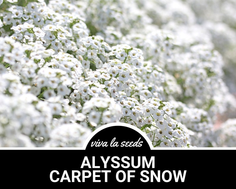 Alyssum, Carpet of Snow | 250 Seeds | Annual Flower | Lobularia ...
