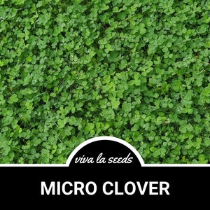 Clover, Micro (mini) | 10,000 Seeds | Lawn Alternative | Ground Cover ...