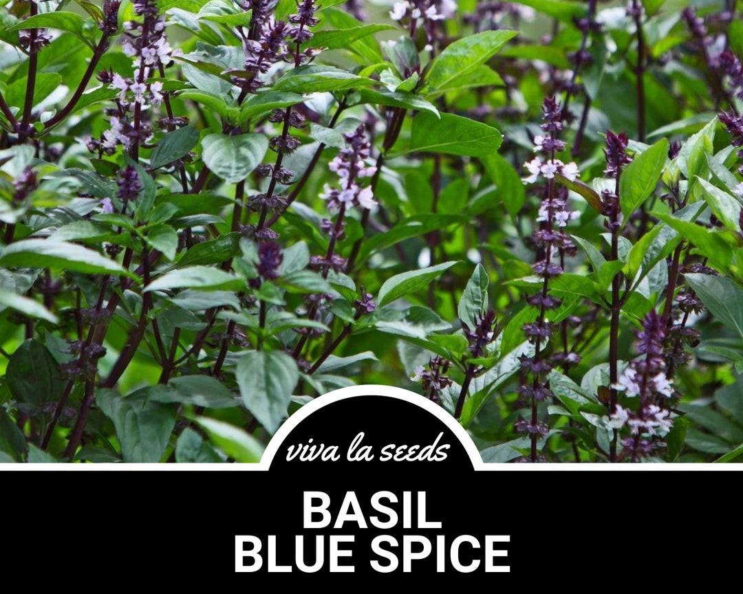 Basil, Blue Spice | 100 Seeds | Medicinal & Culinary Herb | Non GMO ...