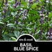 Basil, Blue Spice | 100 Seeds | Medicinal & Culinary Herb | Non GMO ...