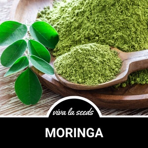 Moringa, Tree of Life | 10 Seeds | Heirloom | Miracle Tree | Drumstick ...