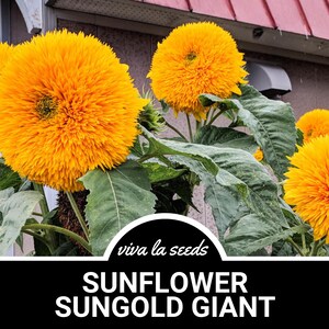 Sunflower, Giant Sungold | 25 Seeds | Culinary & Medicinal | Easy to ...