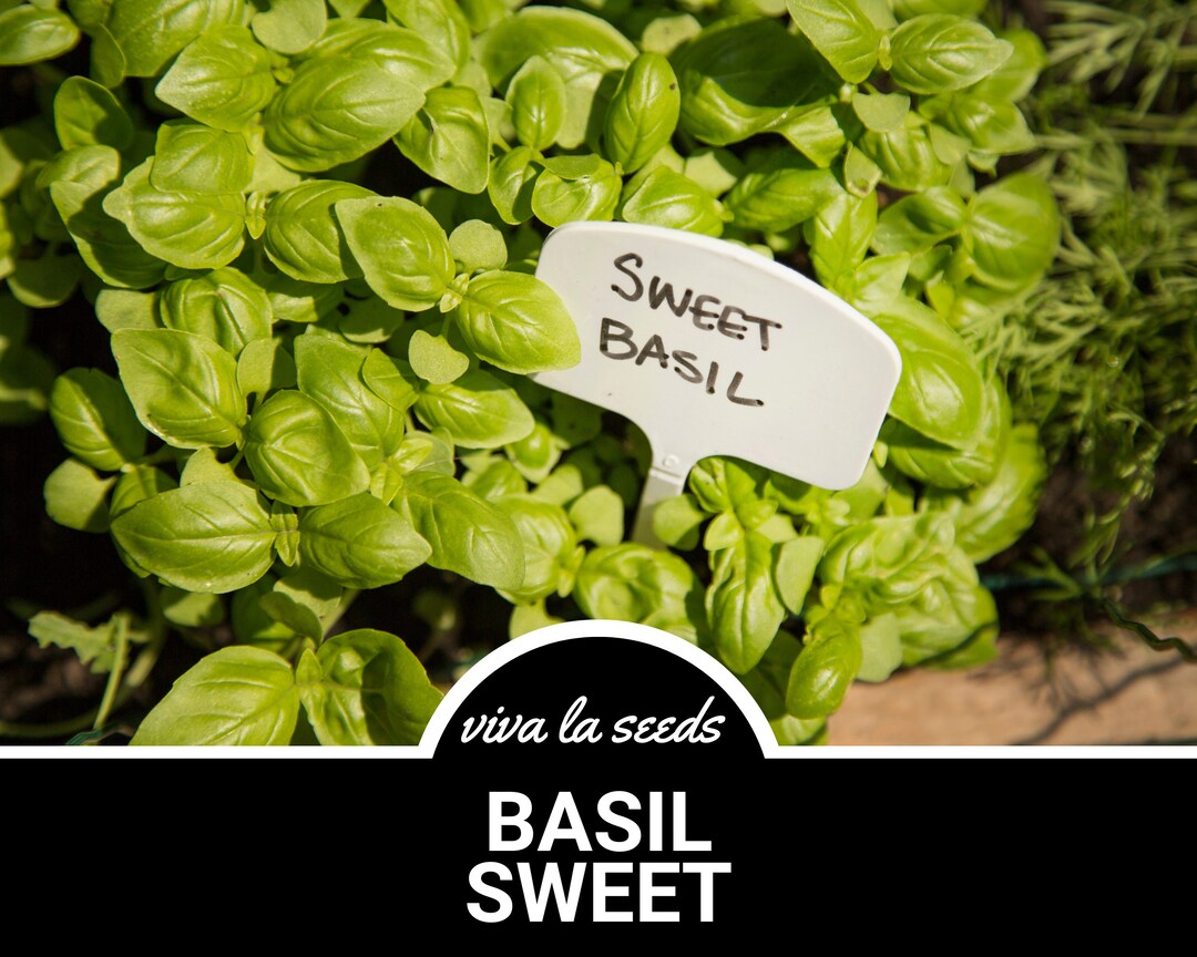 Basil, Sweet | 250 Seeds | Heirloom Herb | Medicinal & Culinary Plant ...