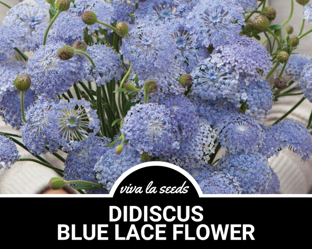 Didiscus, Blue Lace Flower | 50 Seeds | Heirloom Flower | Blue Blooms ...