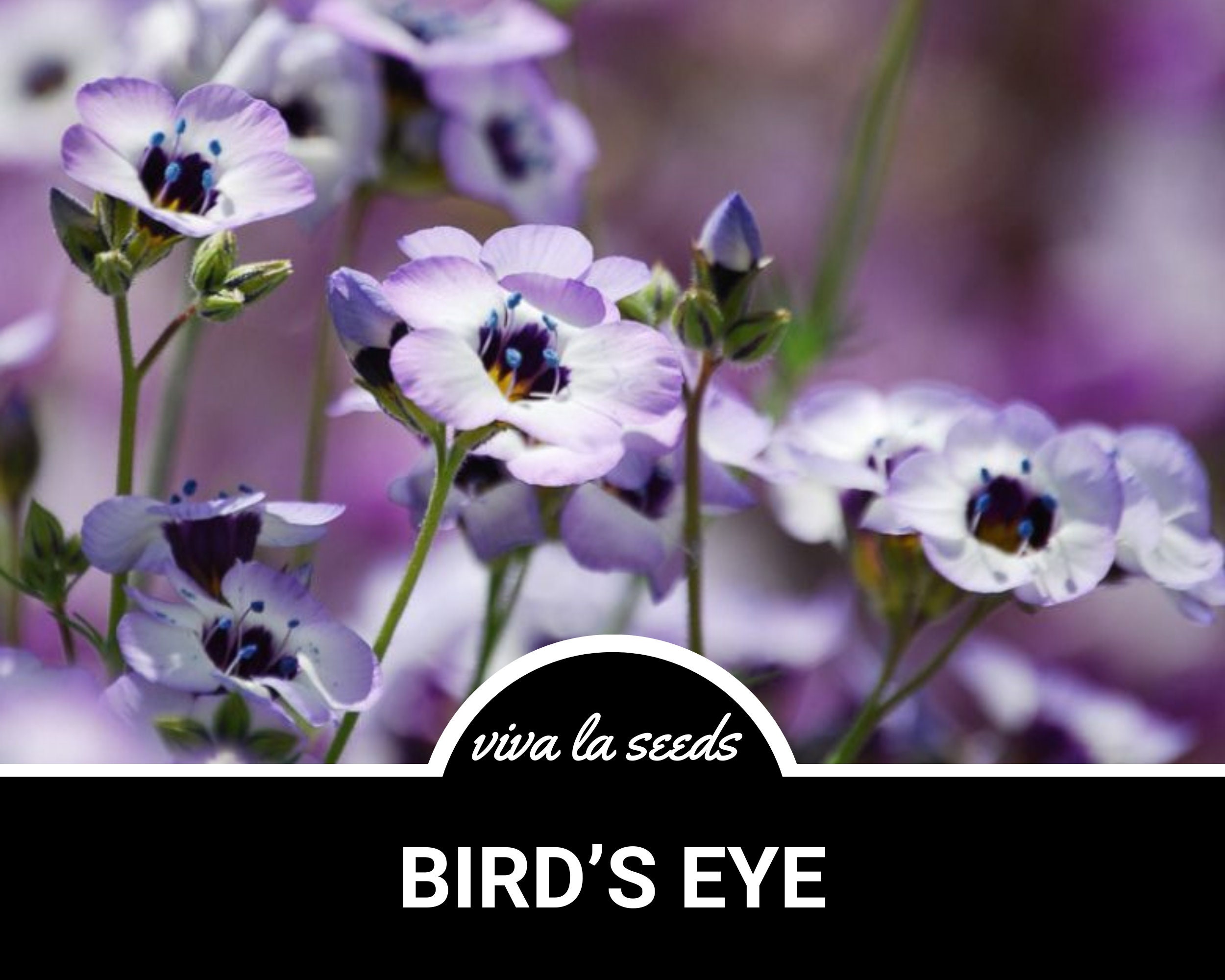 Bird's Eye | 100 Seeds | Heirloom Annual Flower | Beautiful Blooms ...