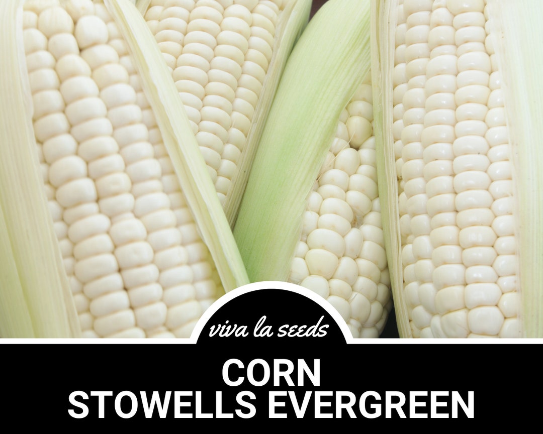 Corn, Stowells Evergreen | 60 Seeds | Heirloom Vegetable | White Sweet ...