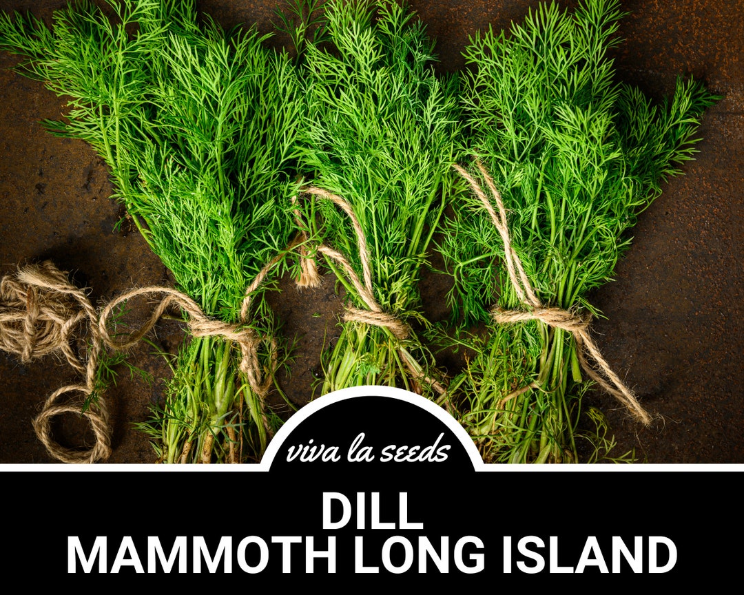 Dill, Mammoth Long Island | 100 Seeds | Heirloom Herb | Medicinal ...