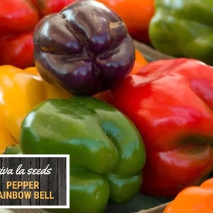 Pepper, Rainbow Sweet Bell | 25 Seeds | Heirloom | Non-gmo | Capscium ...