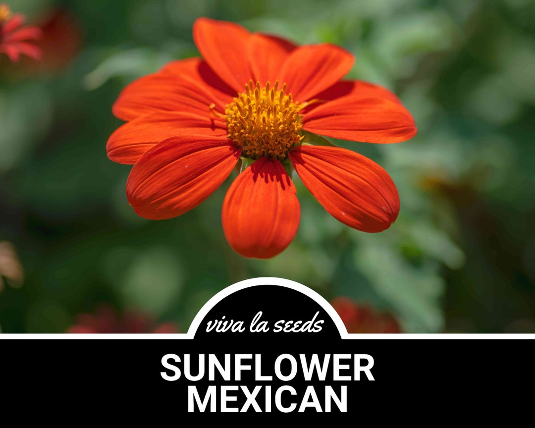 Sunflower, Mexican | 50 Seeds | Culinary & Medicinal | Easy to Grow ...