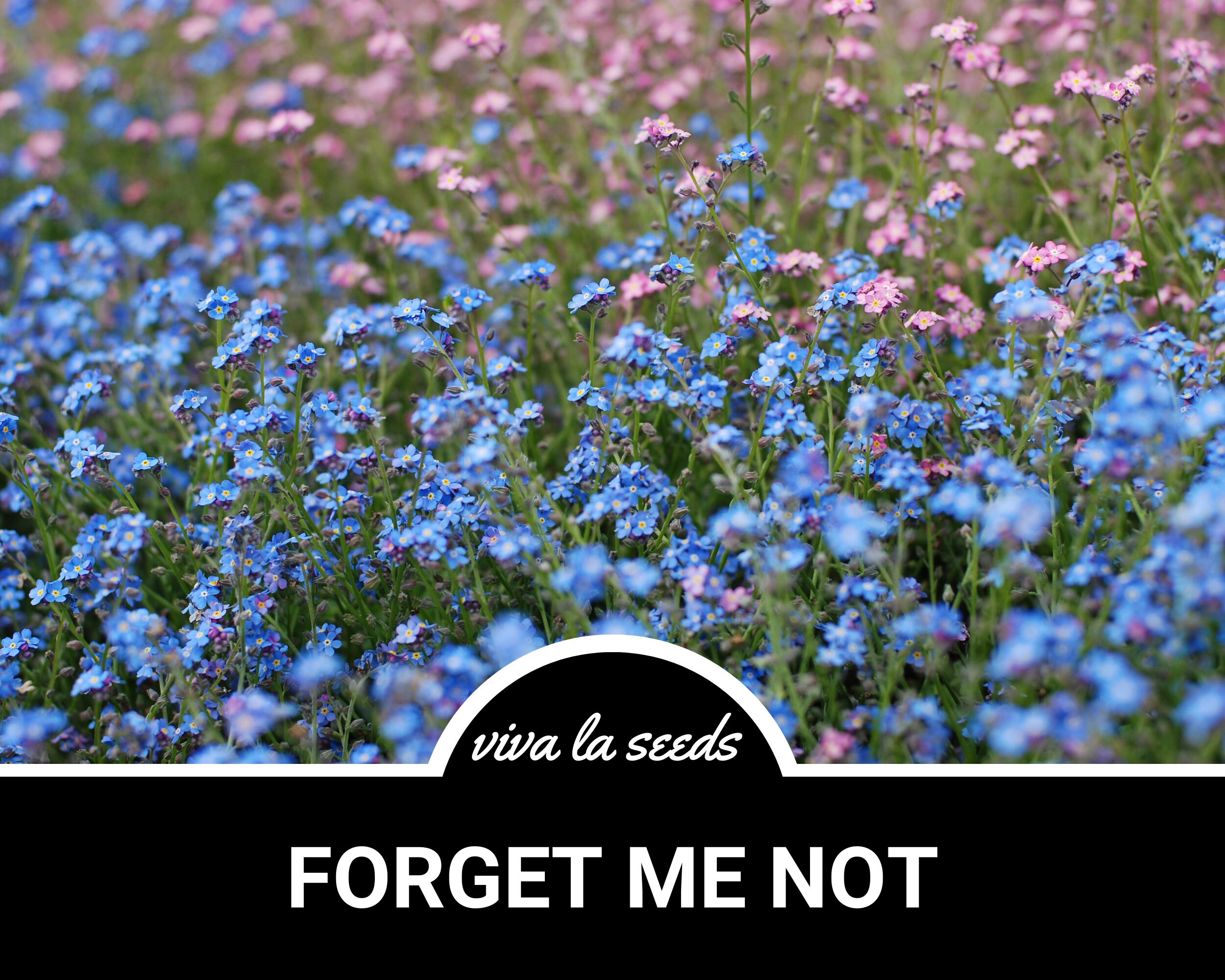 Forget Me Not Blue Eyes