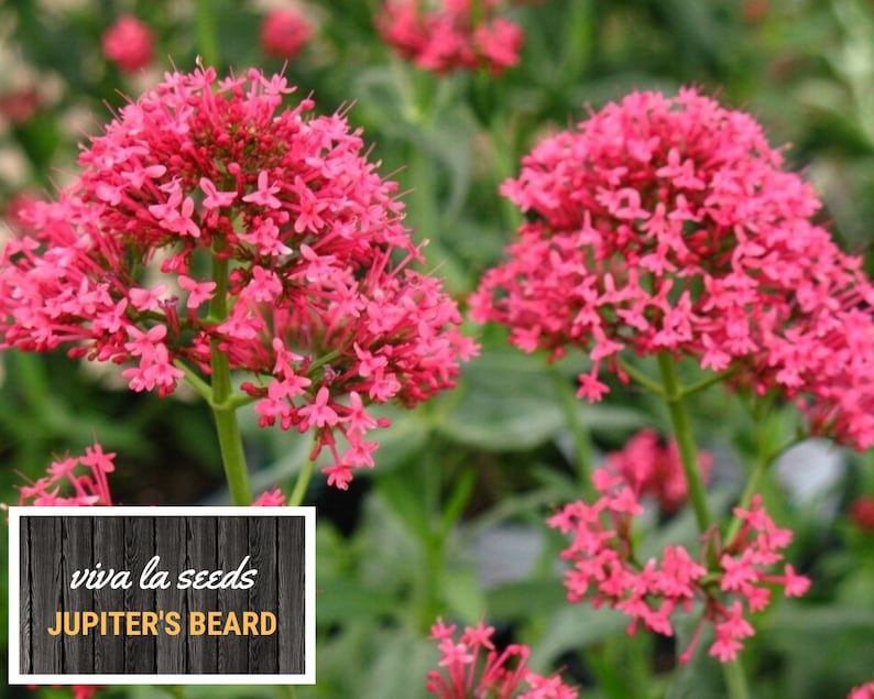 Jupiter's Beard, Red | 50 Seeds | Longtime Blooms and Pollinator ...