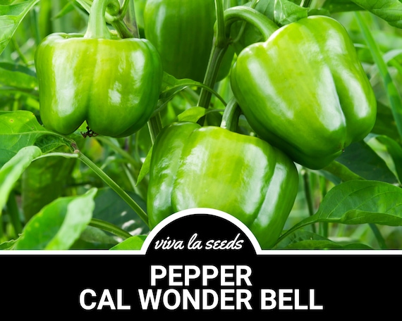 Bell Peppers Fresh Organic California Wonder Pepper - Organic ...