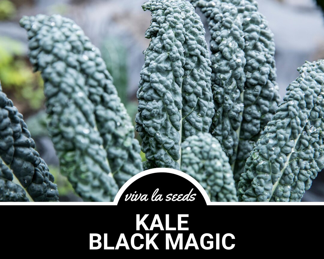 Kale, Black Magic | 250 Seeds | Heirloom | Open Pollinated | Non-gmo ...
