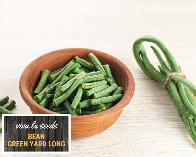 Bean, Yard Long Green | 15 Seeds | Heirloom | Non-gmo | Vigna ...
