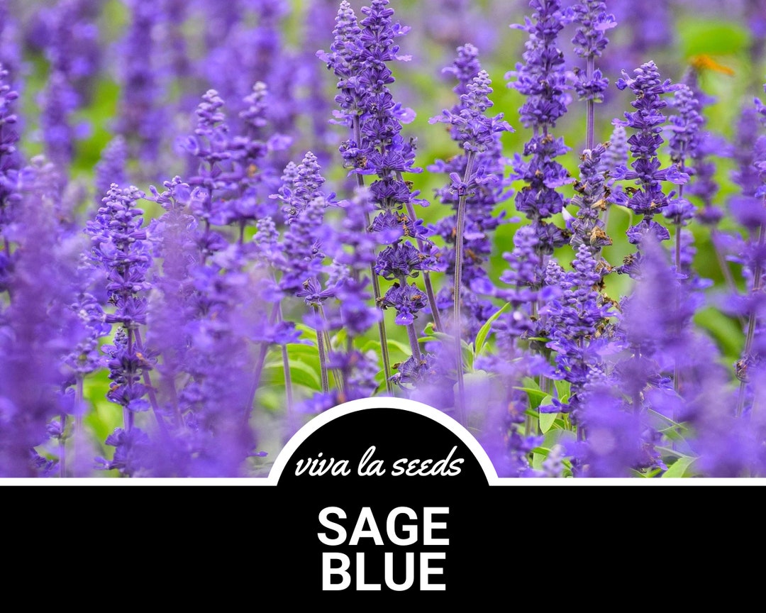 Sage, Blue | 100 Seeds | Grandmother Sage | Non GMO | Salvia Farinacea ...