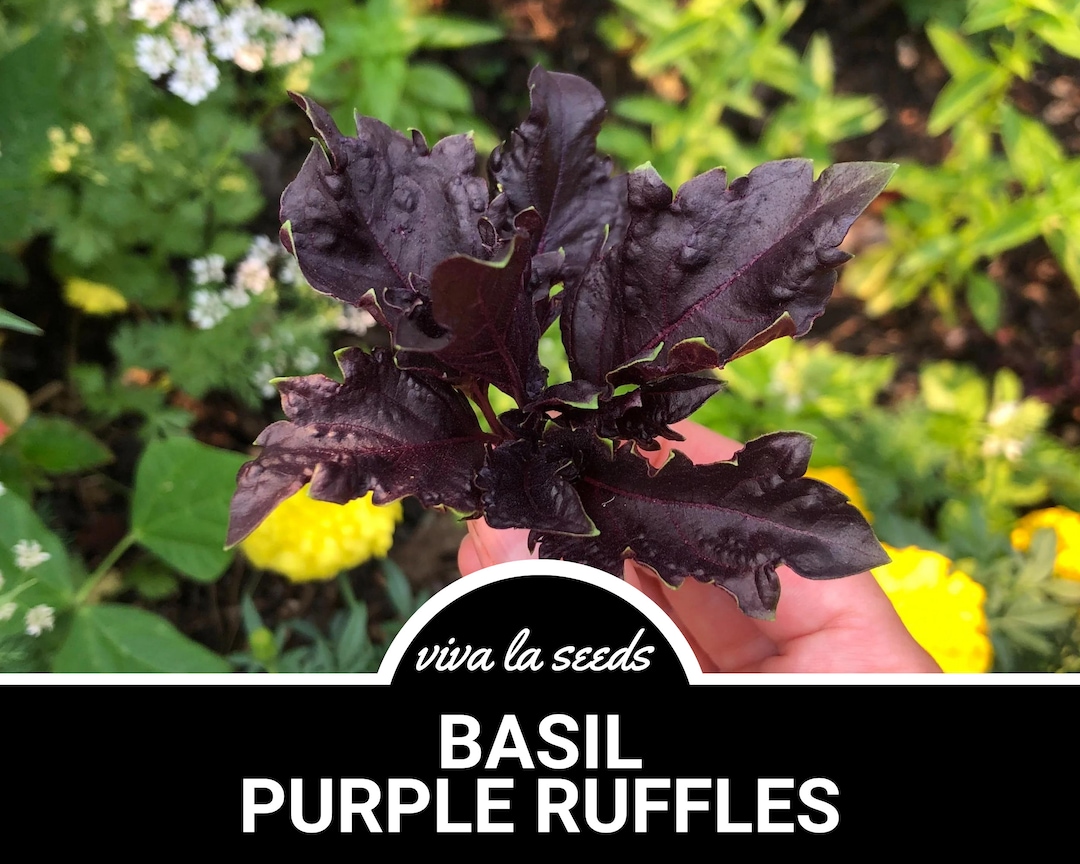 Basil, Purple Ruffles | 250 Seeds | Medicinal & Culinary Herb ...