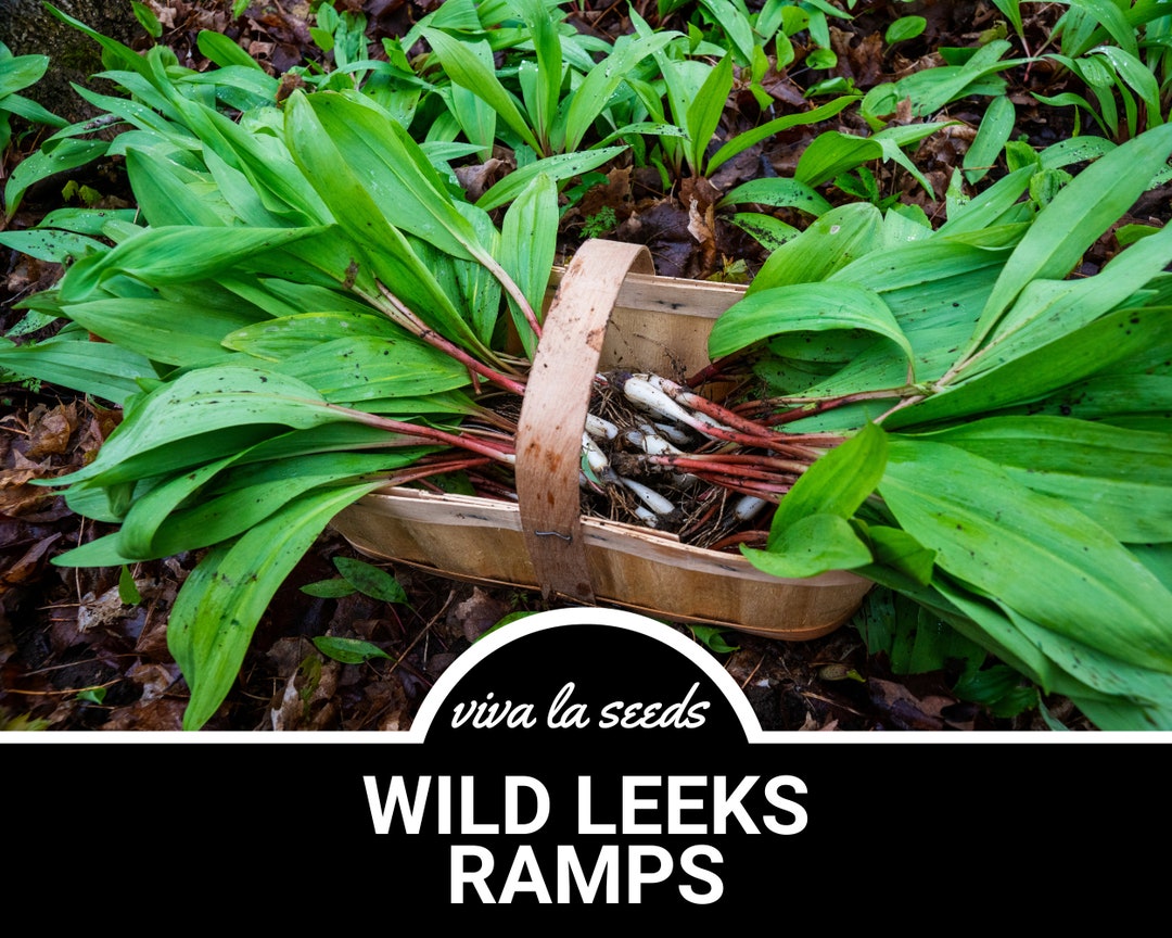 Leeks, Wild | Wild Ramps | 10 Seeds | Heirloom | Non GMO | Allium ...