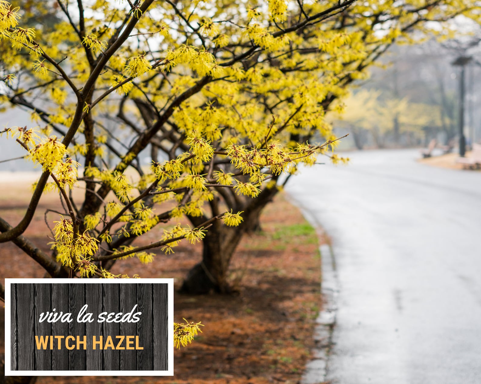 Witch Hazel | 5 Seeds | Medicinal | Beautiful Fragrant Blooms | Non GMO ...